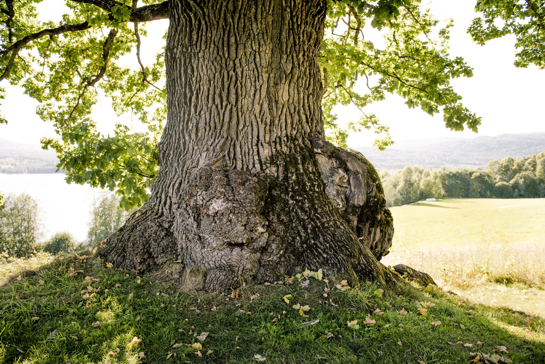 Om banken - Skue Sparebank